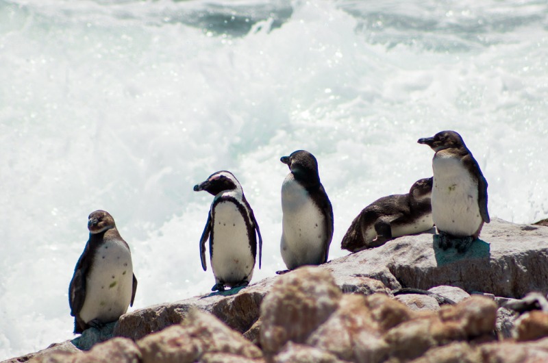 Cape Town Port Guide - Paramount Cruises Blog